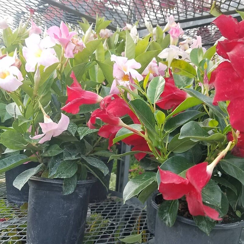 35 arranged by a florist in Wantagh, NY USA : Abby's Parkside Nursery ...