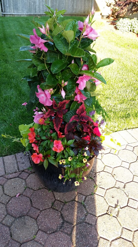 120 arranged by a florist in Wantagh, NY USA : Abby's Parkside Nursery ...
