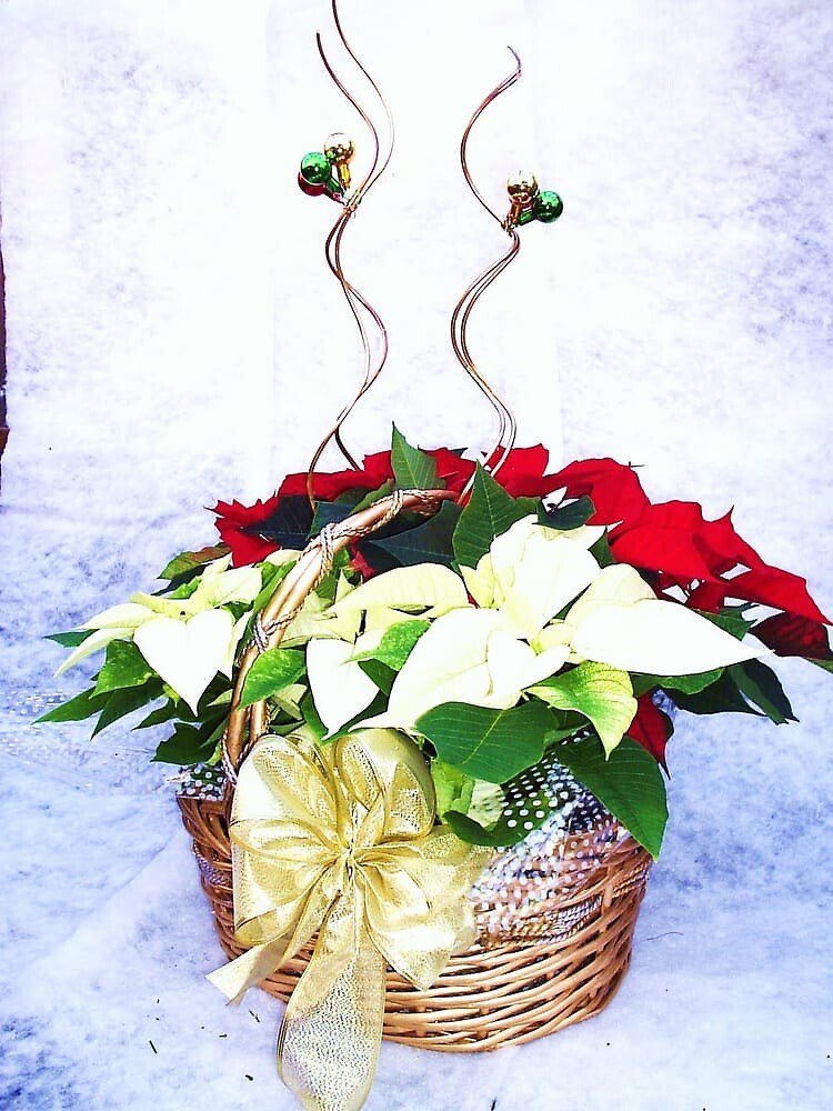139 arranged by a florist in Wantagh, NY USA : Abby's Parkside Nursery ...