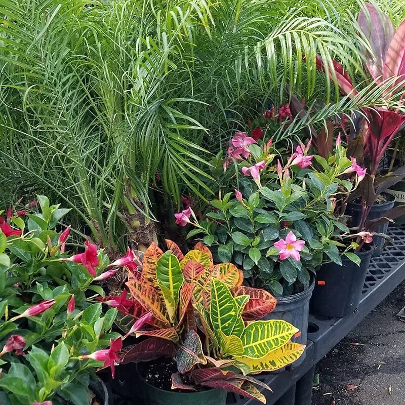 160 arranged by a florist in Wantagh, NY USA : Abby's Parkside Nursery ...